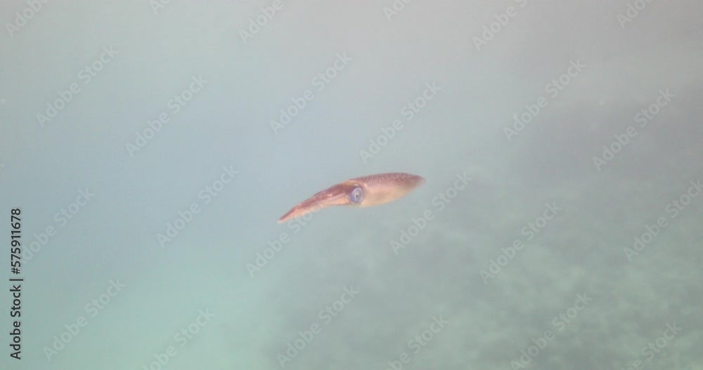 Squid in The Coral Reef of the Red Sea of Egypt, Squid are rapid ...