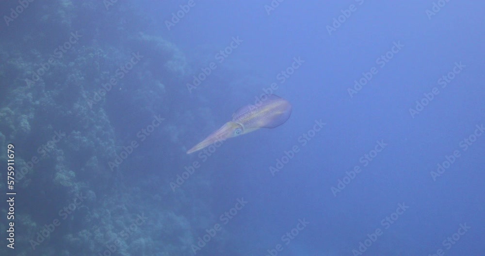 Squid in The Coral Reef of the Red Sea of Egypt, Squid are rapid ...