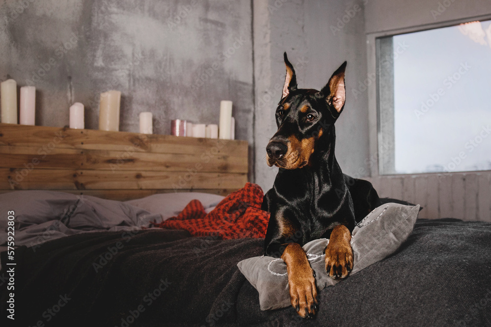Beautiful Doberman dog breed at home. A dog with cropped ears and a ...