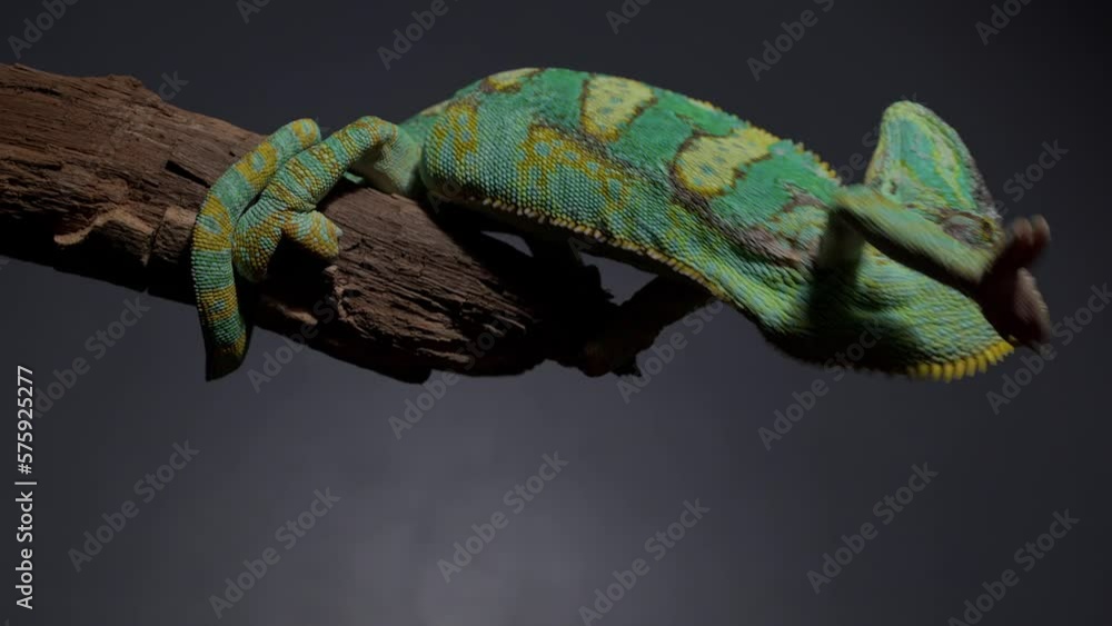 Veiled Chameleon, Chamaeleo calyptratus, sits on branch and look in ...