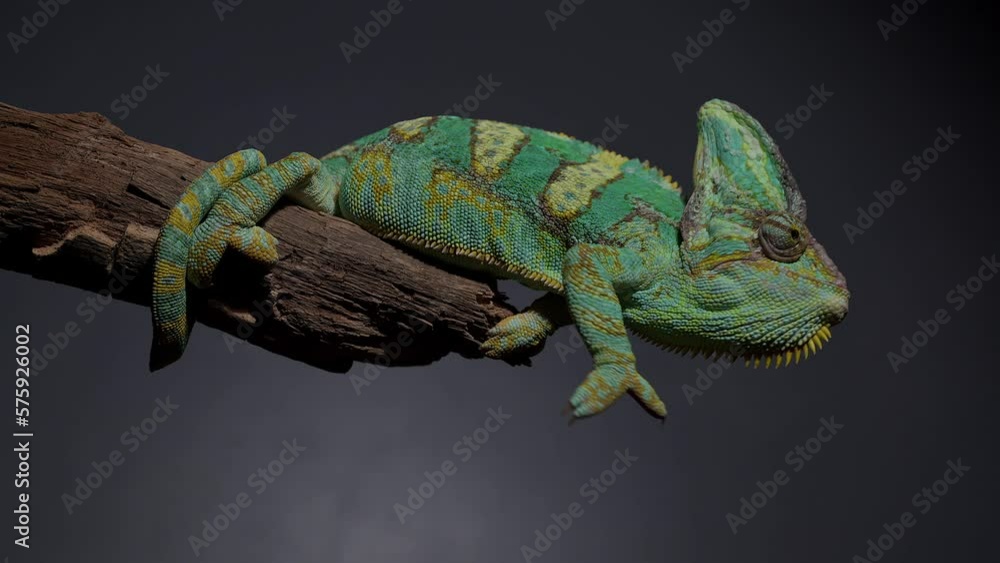 Veiled Chameleon, Chamaeleo calyptratus, sits on branch and look in ...