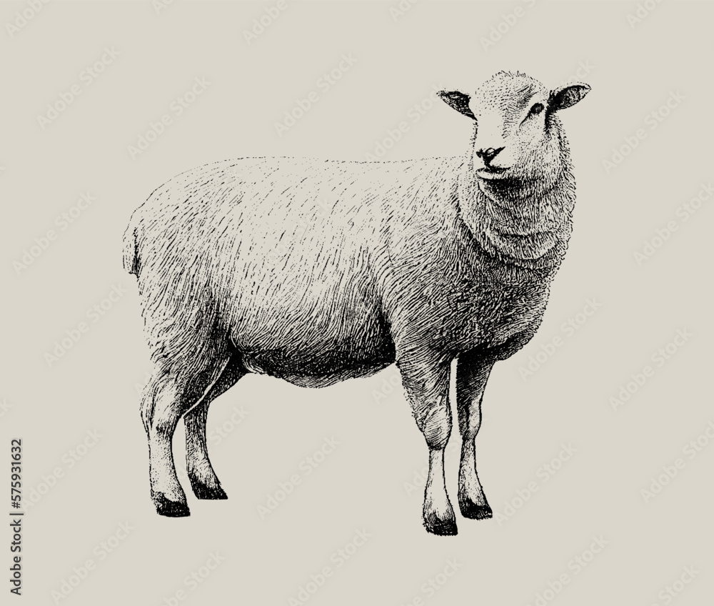 A cute sheep is drawn with a pencil on an isolated background. Engraved drawing. Ram, sheep ...