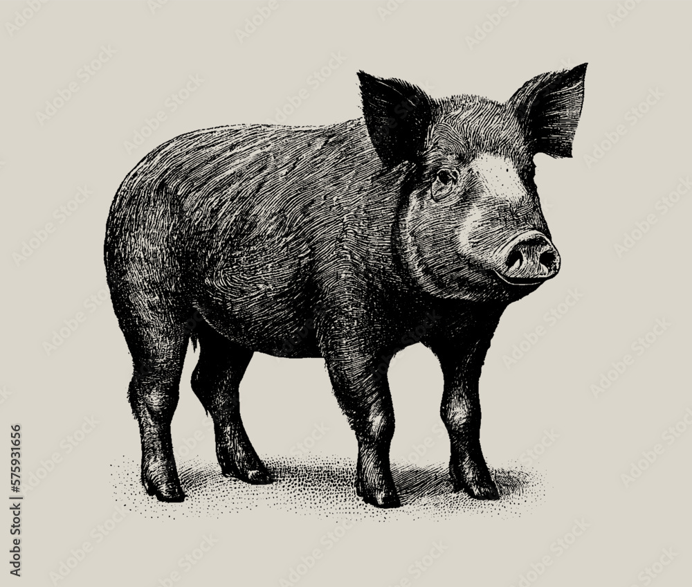 The pig is drawn with a pencil on an isolated background. Engraved ...