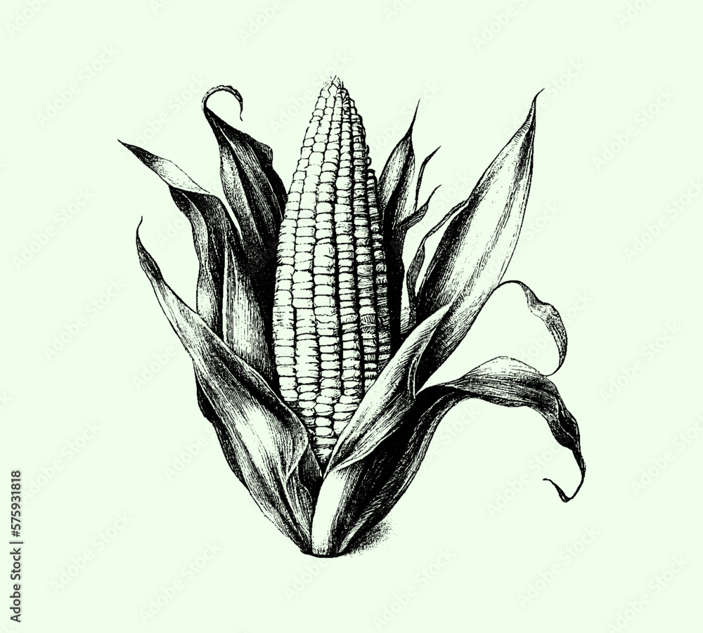 Corn on the cob. Drawn in pencil isolated on background. Beautiful corn ...