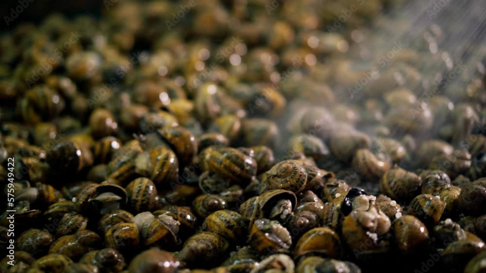 Vídeo do Stock: Close-up washing shelled snails with male Caucasian ...