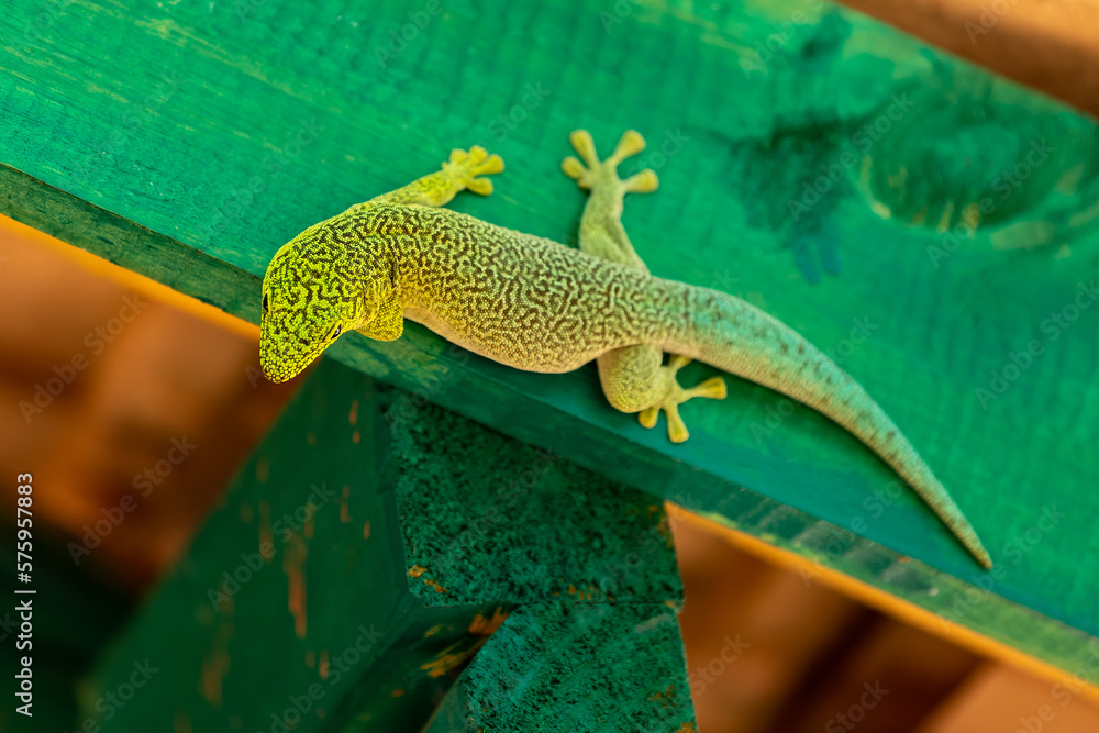 Standing's day gecko (Phelsuma standingi) is an arboreal and diurnal ...