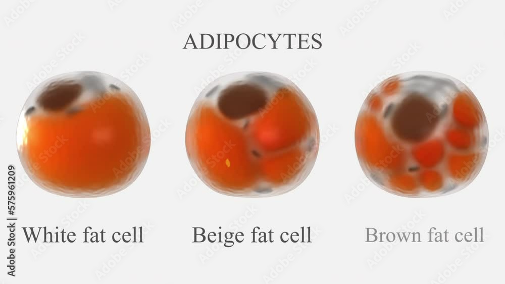 Adipocytes 3d models. Comparison of structural differences of white ...