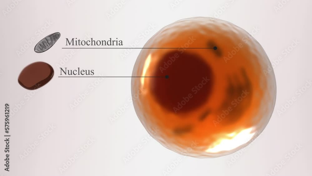 Adipose cell structure. 3d model of a white fat cell with a nucleus ...