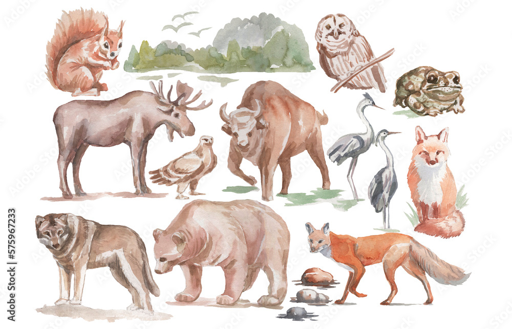 Animals forest bear wolf fox owl birds elk bison watercolor ...