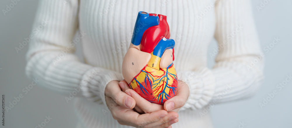 Woman holding human Heart model. Cardiovascular Diseases ...
