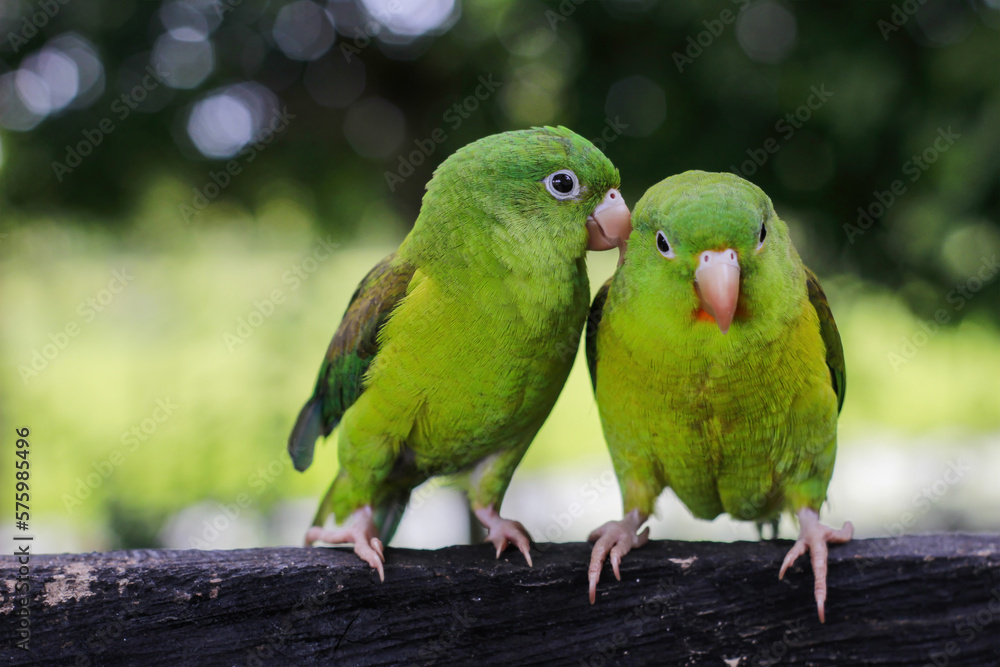 PERICO REAL COLOMBIANO Stock Photo | Adobe Stock