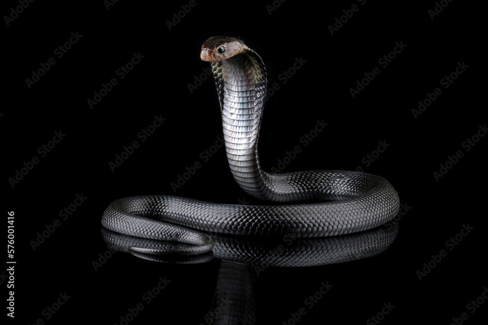 Javanese cobra snake isolated on black background, snake habitat in ...