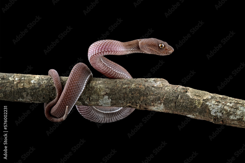 Baby viper snake on branch with black background, trimeresurus ...