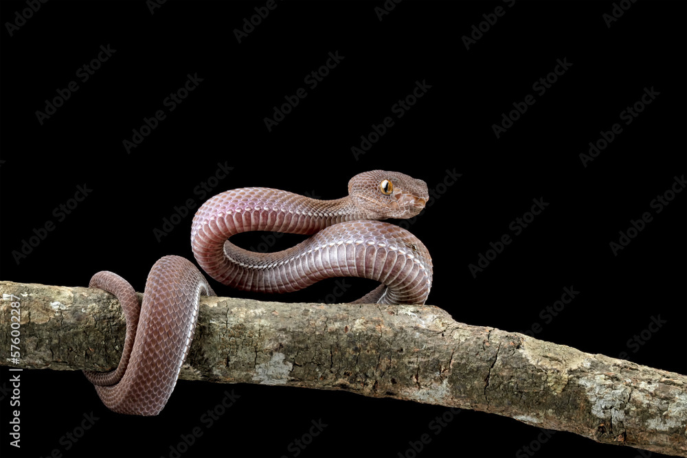 Baby viper snake on branch with black background, trimeresurus ...