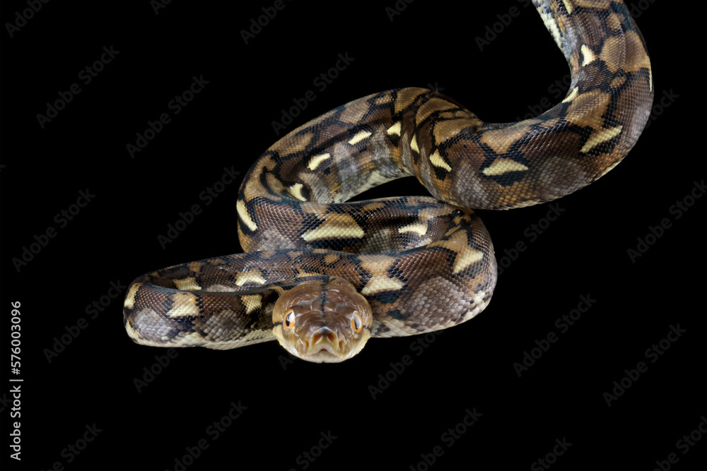 Python reticulatus snake isolated on black background, non-venomous ...