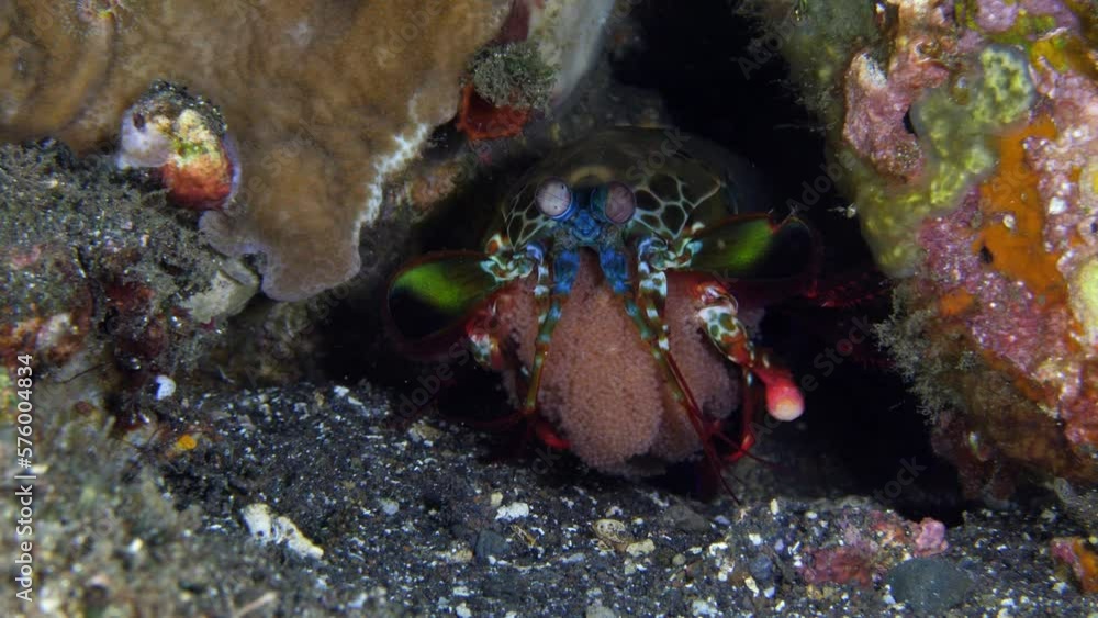 Mantis Shrimp - Odontodactylus scyllarus holds her clutch of eggs in ...