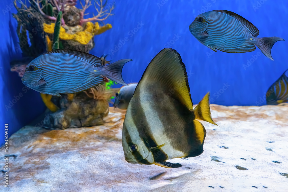 Beautiful bright fish Platax teira, Longfin Batfish in blue water of ...