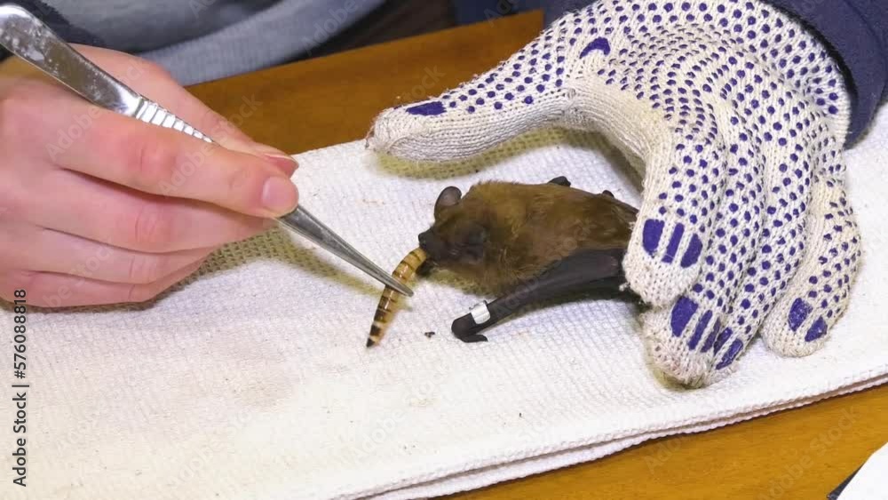 The biologist holds a gloved hand at the rescued ringed bat and feeds ...