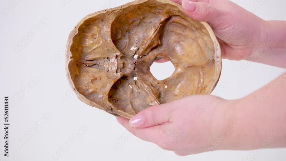 anatomy medical university filming of human skull inside outside from ...