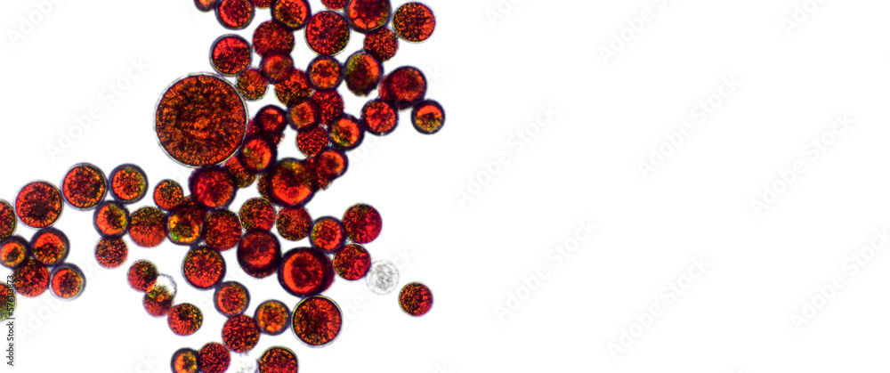 Microscopic Red Algae