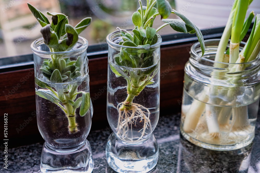 Growing plants on the window, propagating sage cuttings in water ...