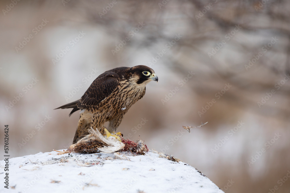 Peregrine falcon with catch quail. Beautiful bird of prey Peregrine ...