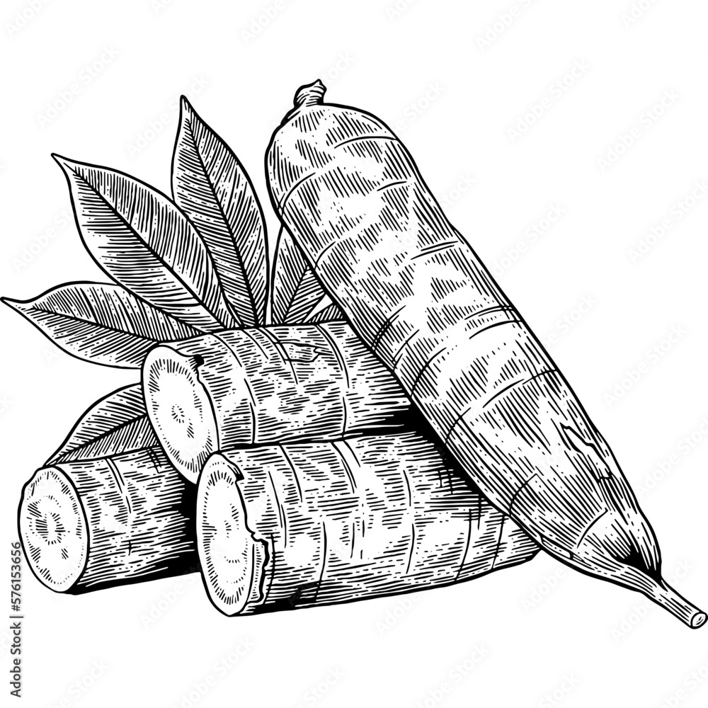 Hand drawn Cassava Sketch Illustration Stock Vector | Adobe Stock