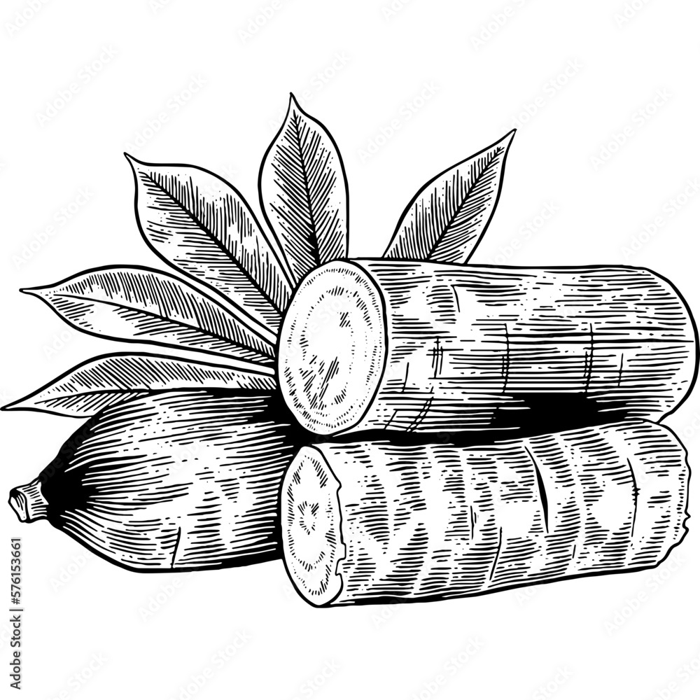 Hand drawn Cassava Sketch Illustration Stock Vector | Adobe Stock