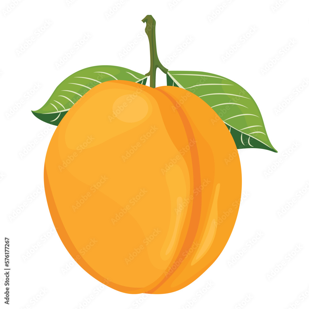 Vector illustration of apricot set. Set of cartoon ripe apricot with ...