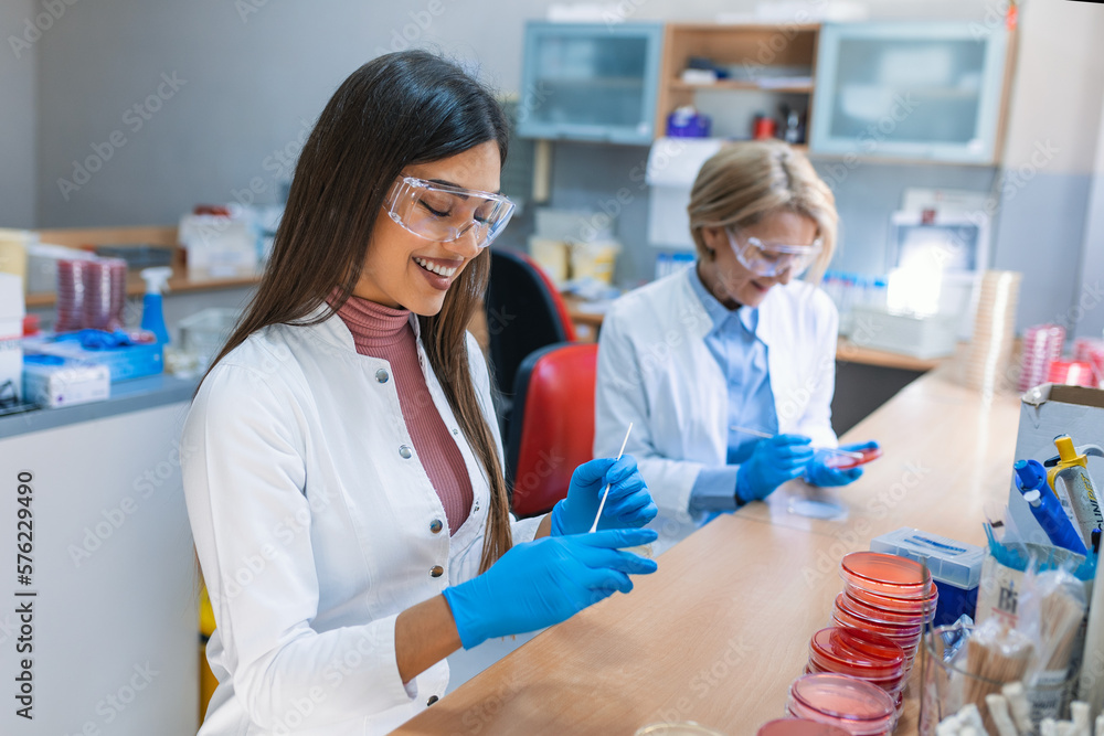 microbiologist hand cultivating a petri dish whit inoculation loops ...