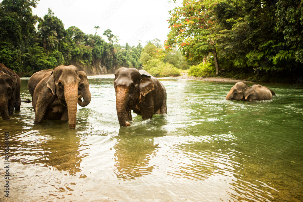 Family of Sumatran elephants (Elephas maximus sumatranus) bathing in ...