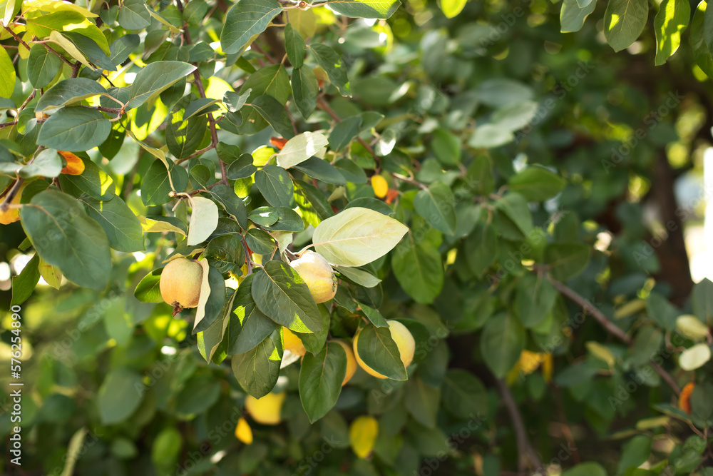 Ripe yellow quince fruit grows on a quince tree with green foliage in ...