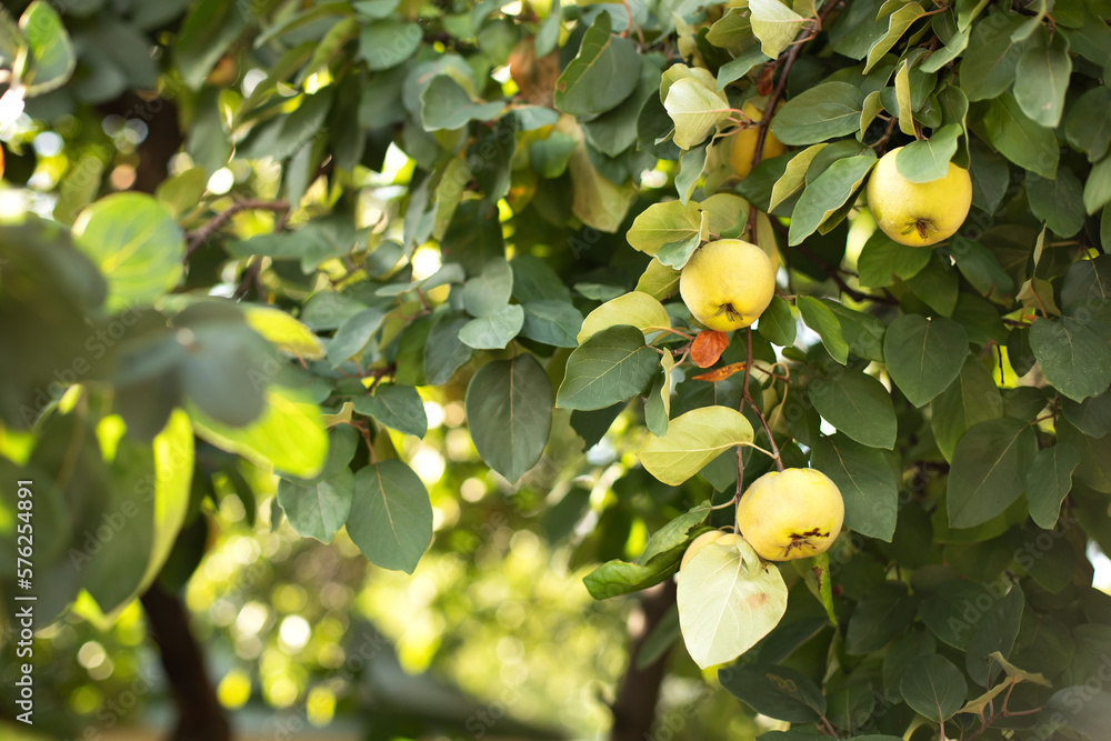 Ripe yellow quince fruit grows on a quince tree with green foliage in ...