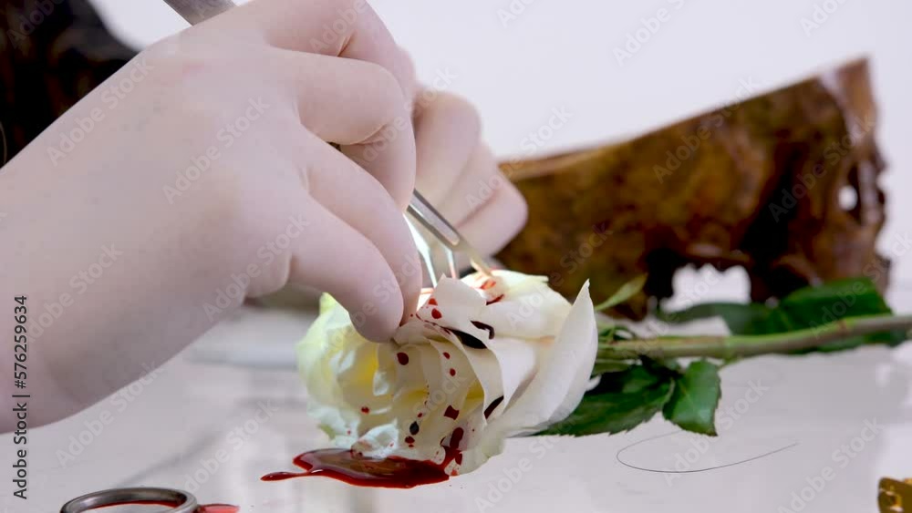 White rose with artificial blood scalpel and surgical instruments for ...