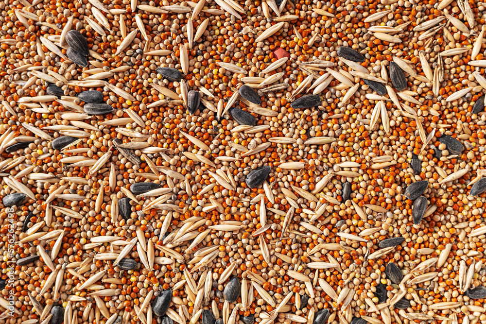 Feed mix of sunflower seeds, daphnia, oats, hemp seeds, canary seeds ...