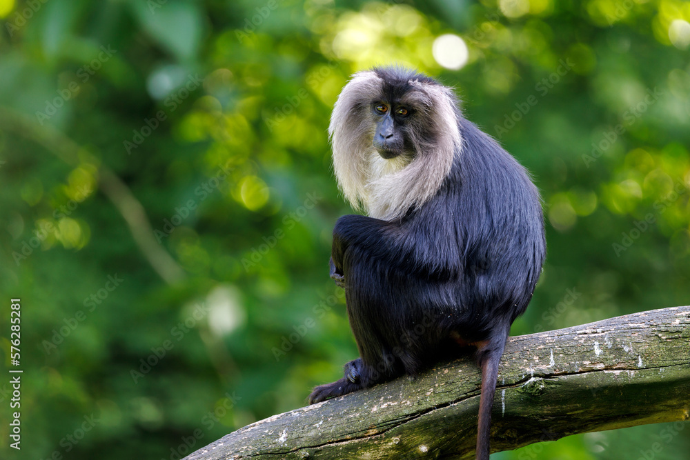 Photo & Art Print The lion-tailed macaque (Macaca silenus), also known ...