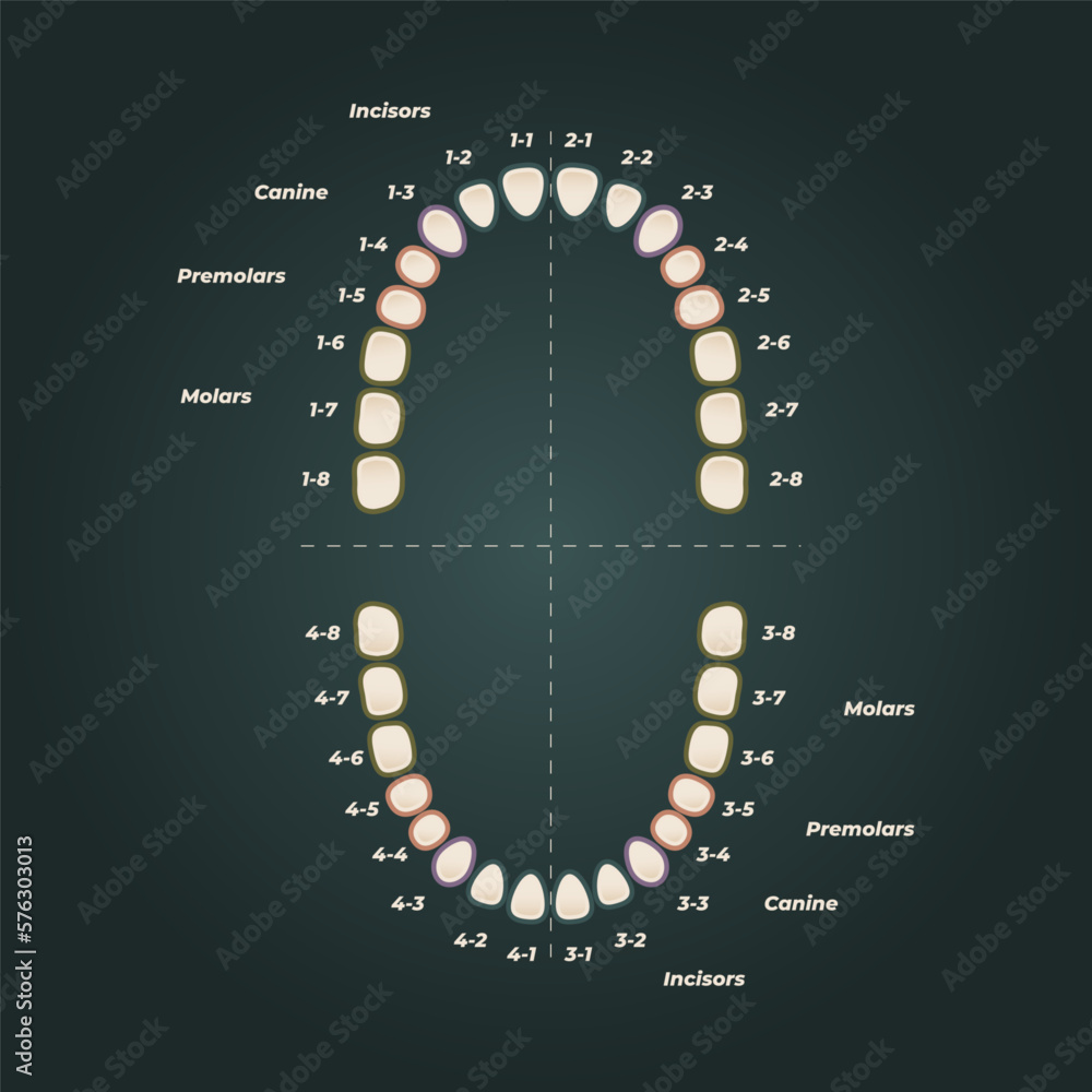 Fototapeta Medical dental diagram illustration. Orthodontist human ...
