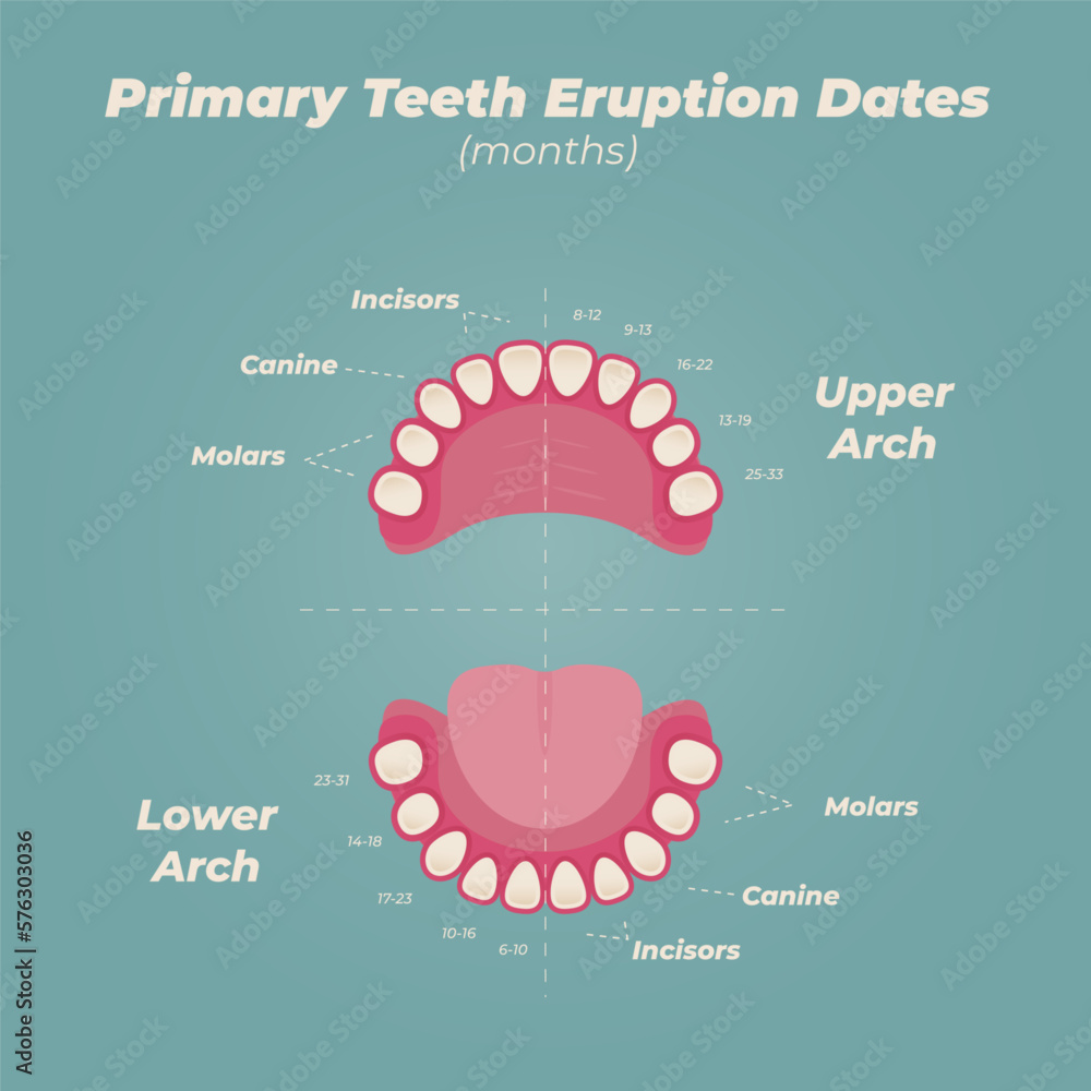 Medical dental diagram illustration. Orthodontist human tooth anatomy ...