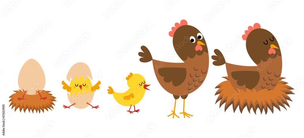 Hatching and growing process of chicken. Stages of chicken growth from ...