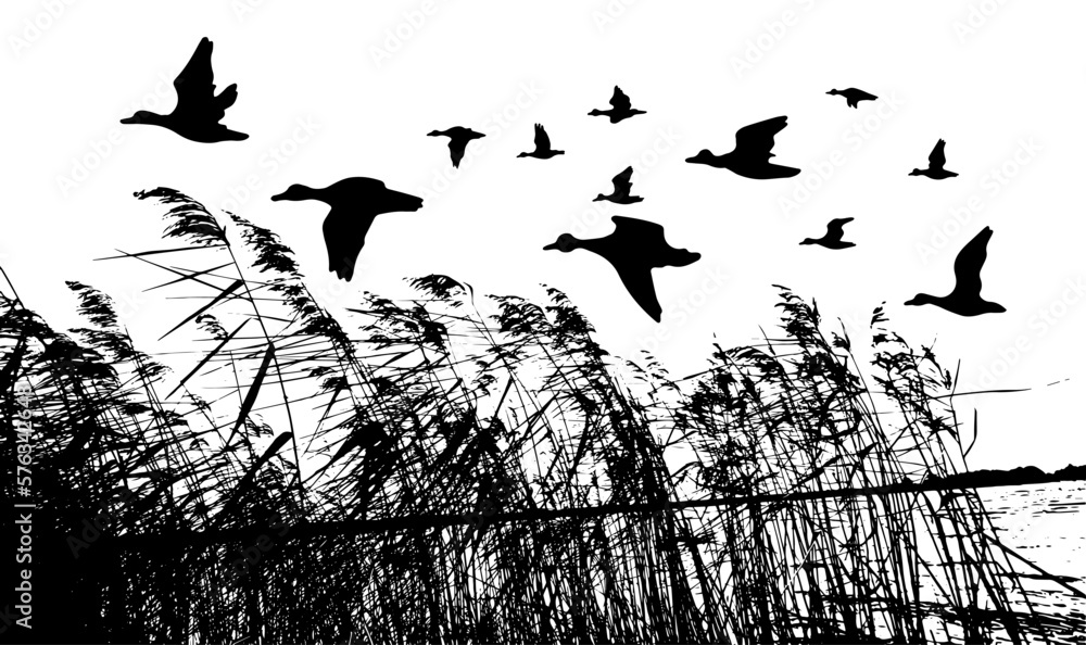 Poster Flying duck silhouette. Vector illustration – Wall Art | UkPosters