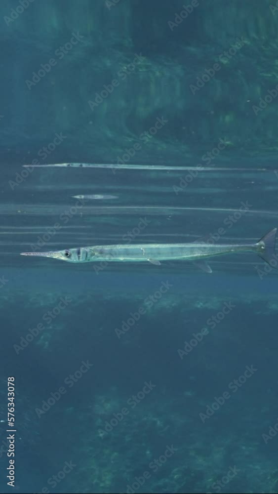 Vertical video, Slow motion, Needlefish swims under the surface of the ...