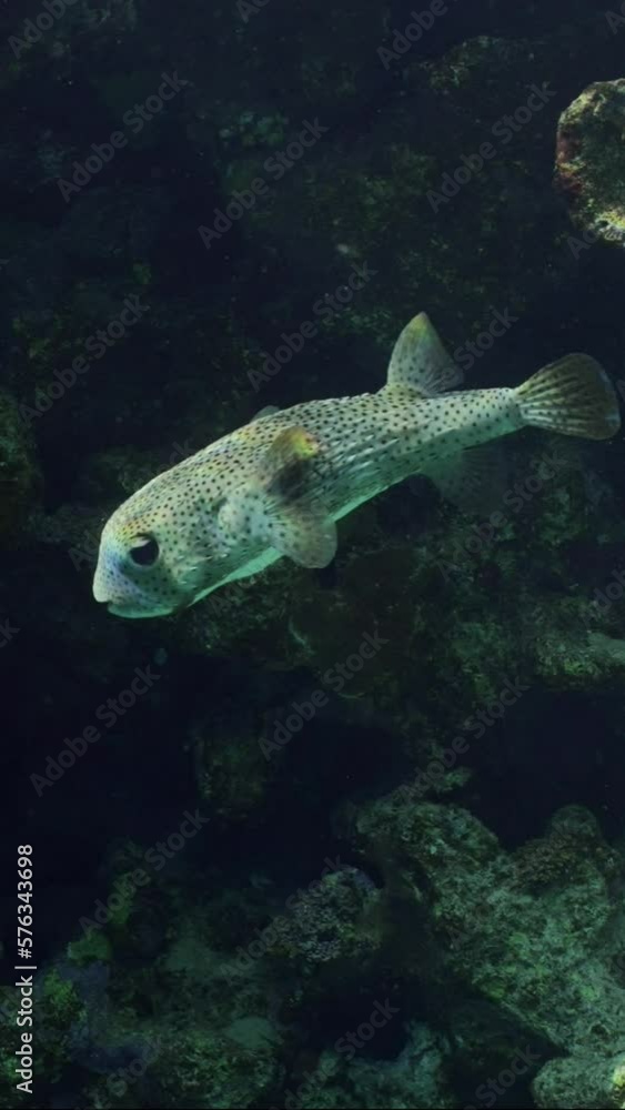 Slow motion, Hedgehog fish swims in shadow of coral reef. Ajargo, Giant ...