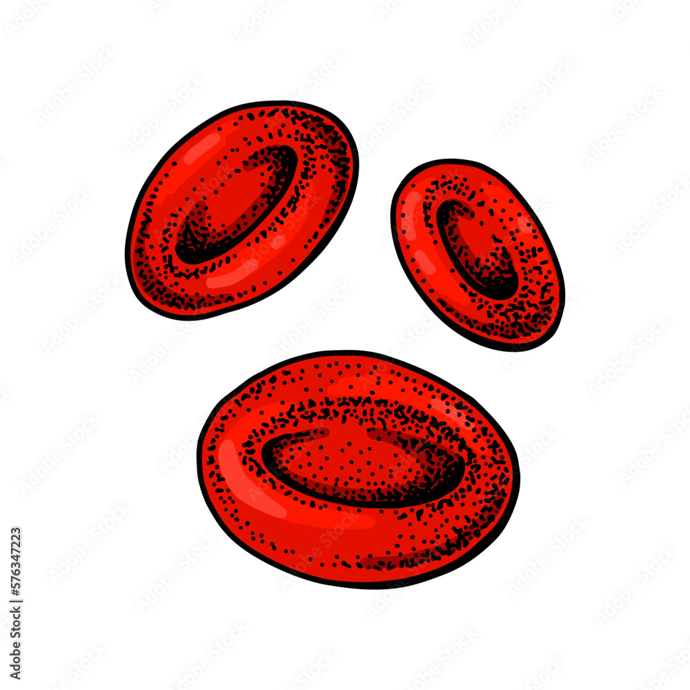 Erythrocyte red blood cells isolated on white background. Hand drawn ...
