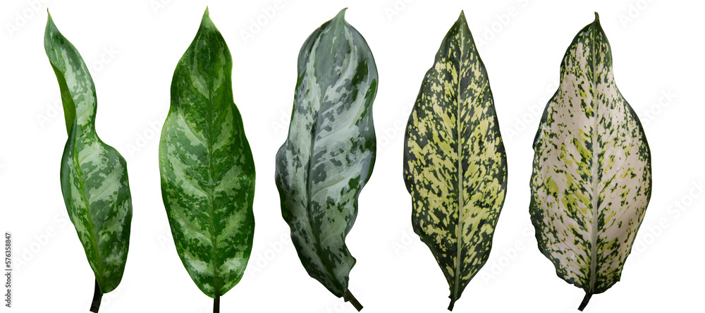Aglaonema (Chinese Evergreen) First Diamond or Snow White and Aglaonema ...