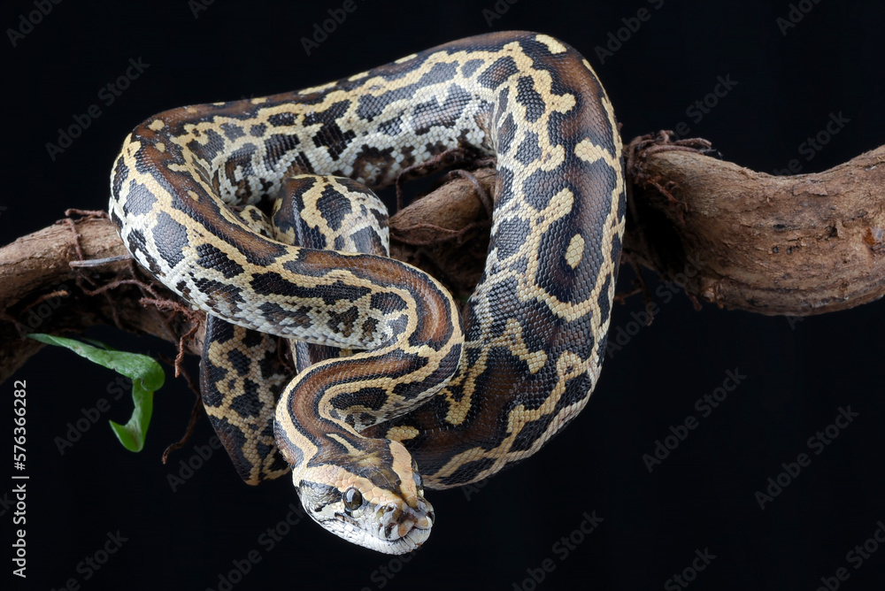 Burmese python coiled around a tree Stock Photo | Adobe Stock