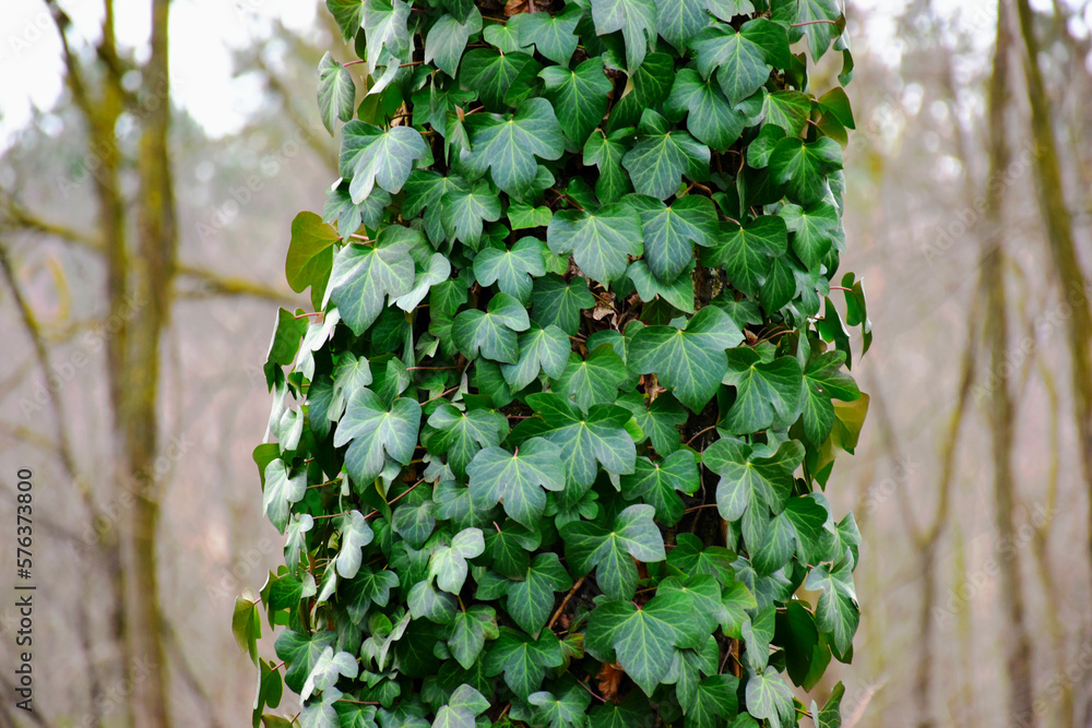 deep green Boston Ivy. waxy leaves in closeup. shiny white reflections ...