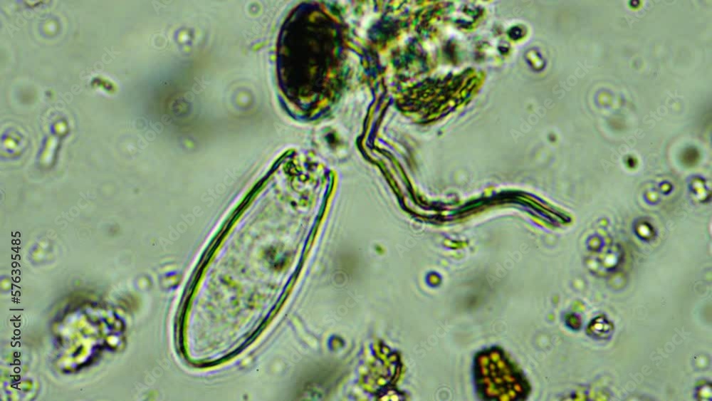 soil microorganisms including microarthropods, micro arthropod ...