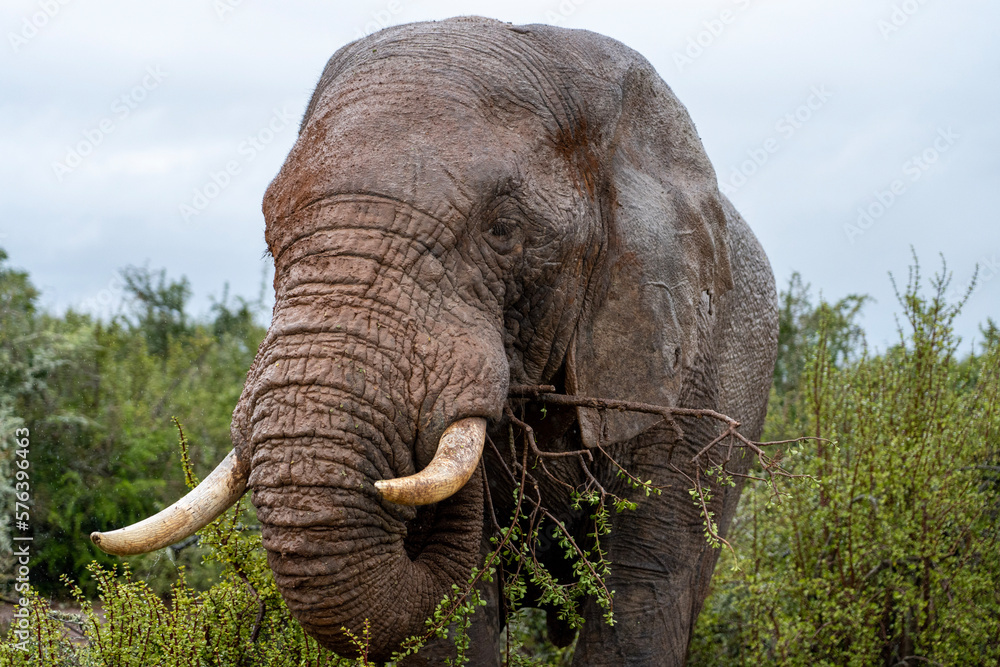 Wet Elephant eating a branch and standing in the rain in the middle of ...