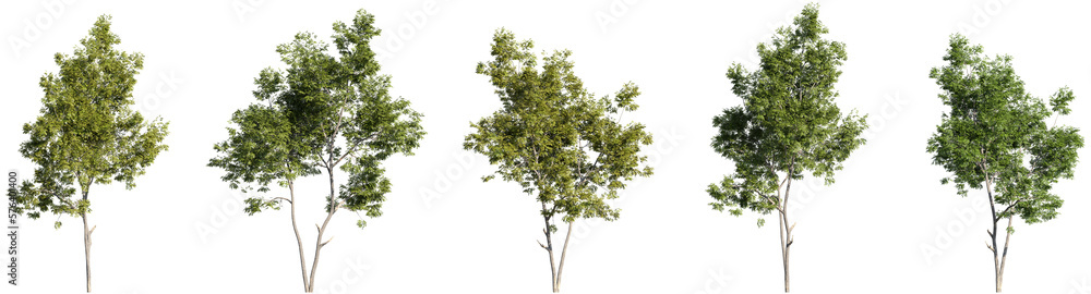 set of ash trees, 3D rendering, for digital composition, illustration ...