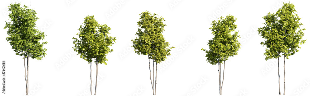 set of ash trees, 3D rendering, for digital composition, illustration ...